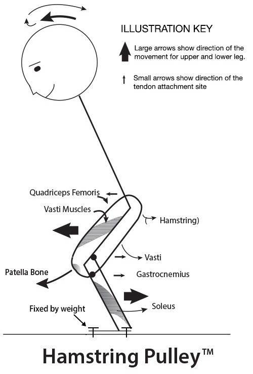 Hamstring Pulley - Wheel Walking