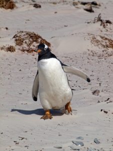 Penguin Waddling - Wheel Walking
