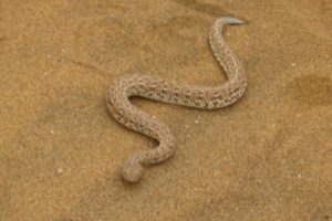Sidewinding Snakes - Wheel Walking